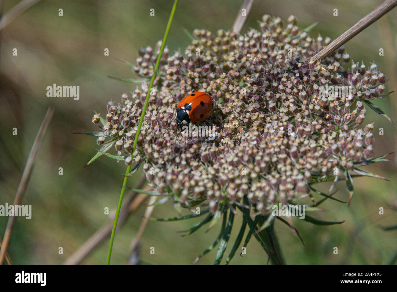 Ladybug nest hi-res stock photography and images - Alamy
