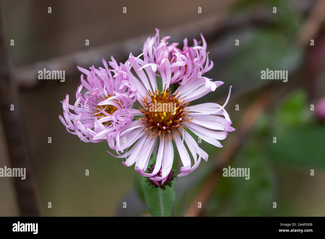 Climbing aster hi-res stock photography and images - Alamy