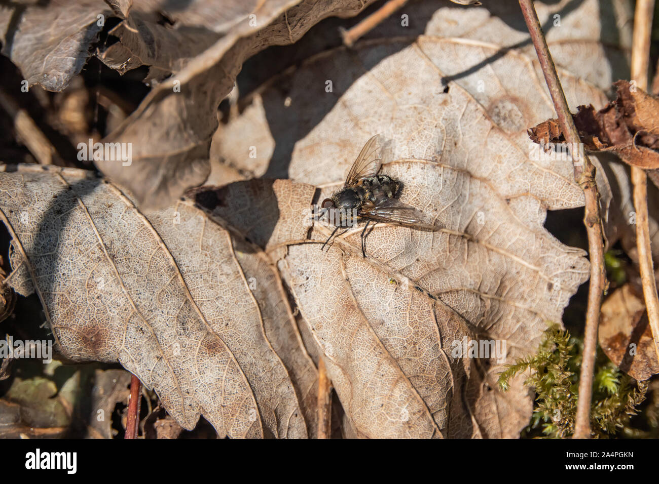 Cluster environment hi-res stock photography and images - Alamy