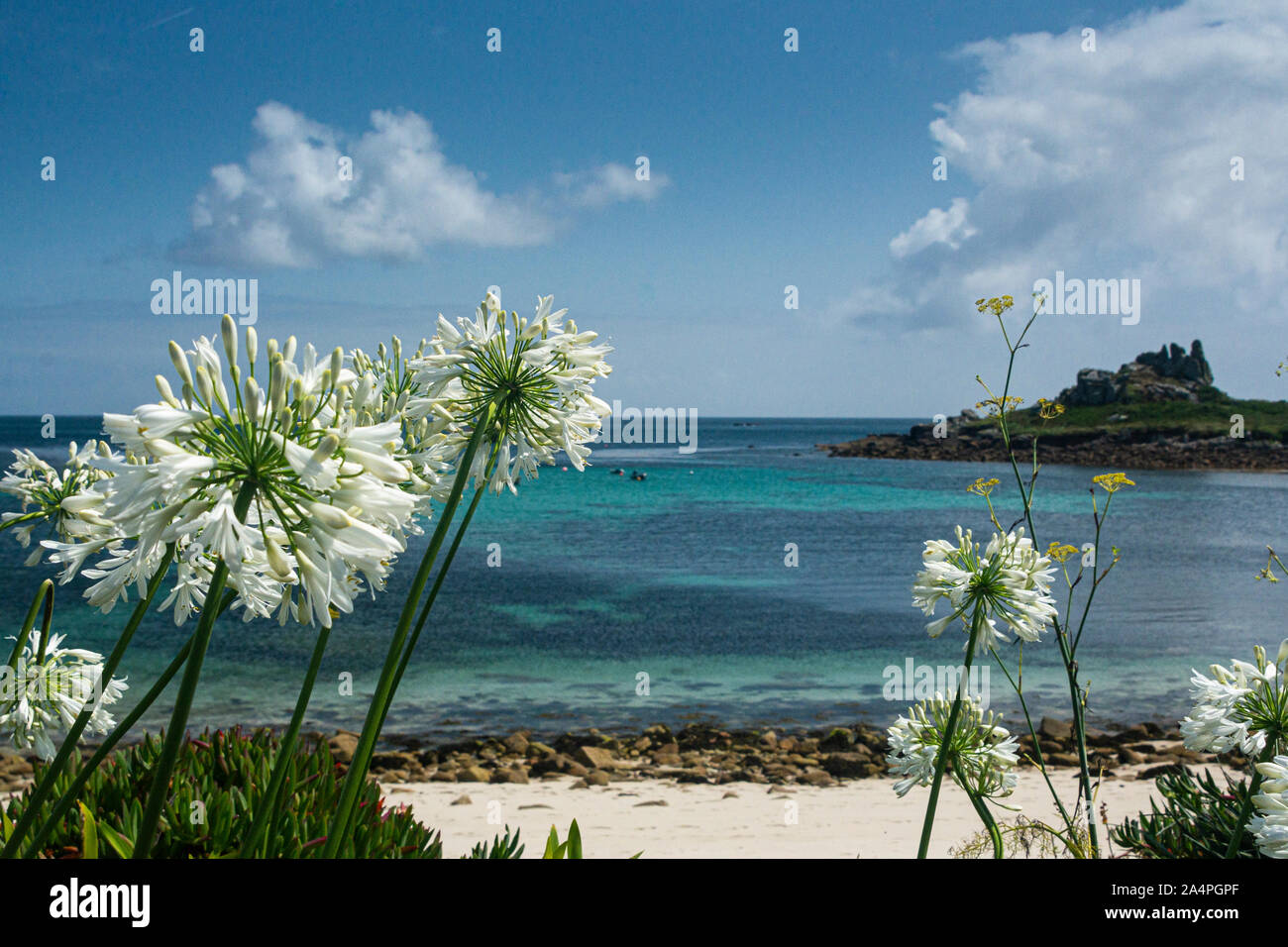 White Agapanthus flowers Old Town Bay, St Mary's, Isles of Scilly Stock ...