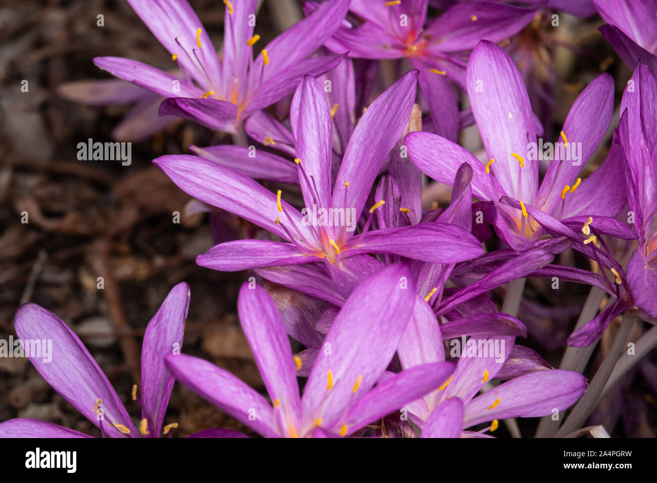 Colchicum Flowers in Bloom Stock Photo - Alamy