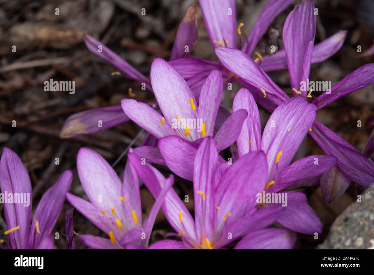Colchicum Flowers in Bloom Stock Photo - Alamy