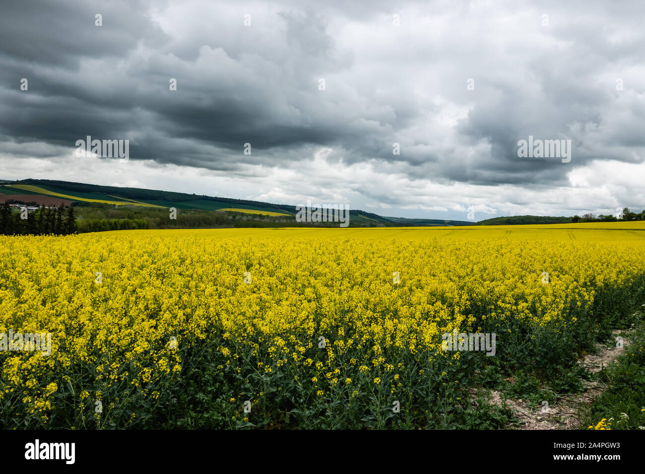 Colza Field in Bloom in Springtime Stock Photo - Alamy
