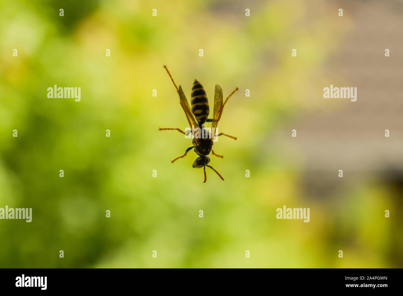 Close up shot of wasp standing on surface of a window. Blurred green ...