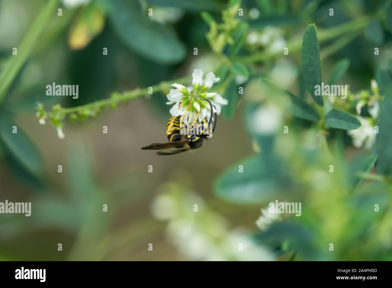 Common Aerial Yellowjacket on White Sweet Clover Flower Stock Photo - Alamy