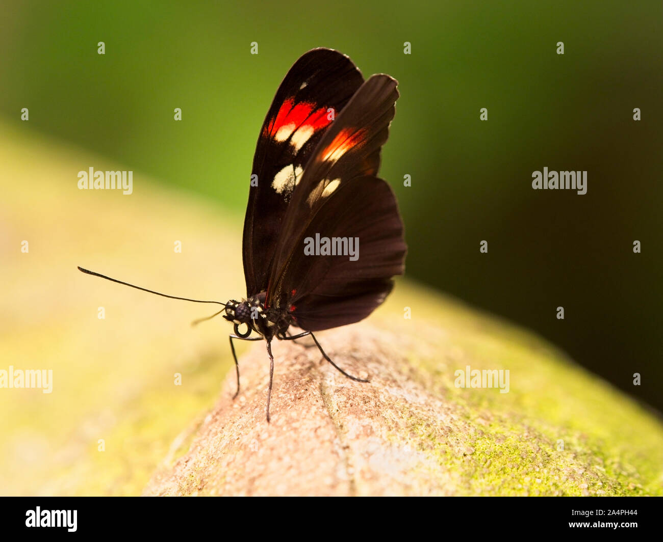 Small mailman (Heliconius erato) The small mailman presents two bright ...