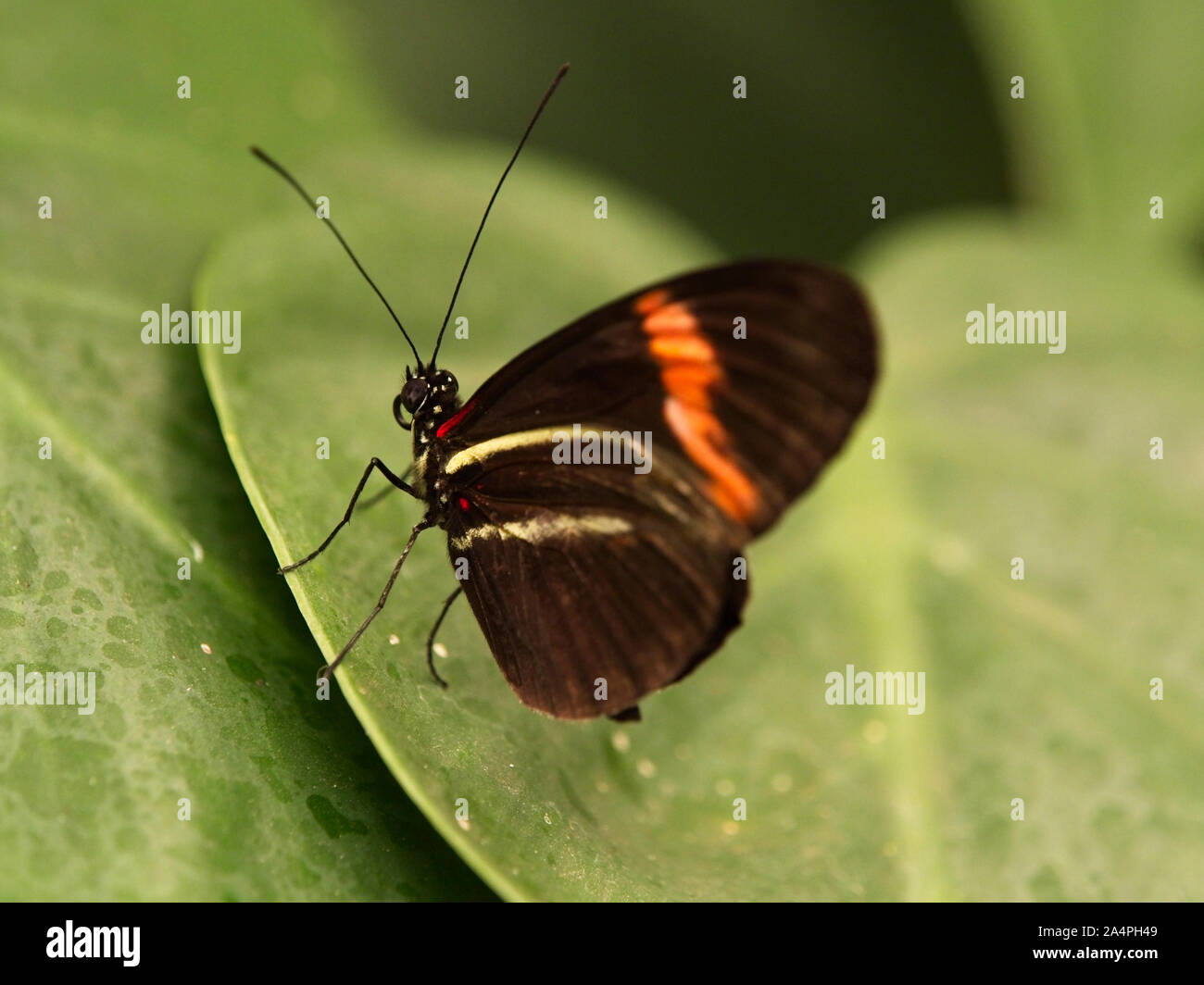 Small mailman (Heliconius erato) The small mailman presents two bright ...