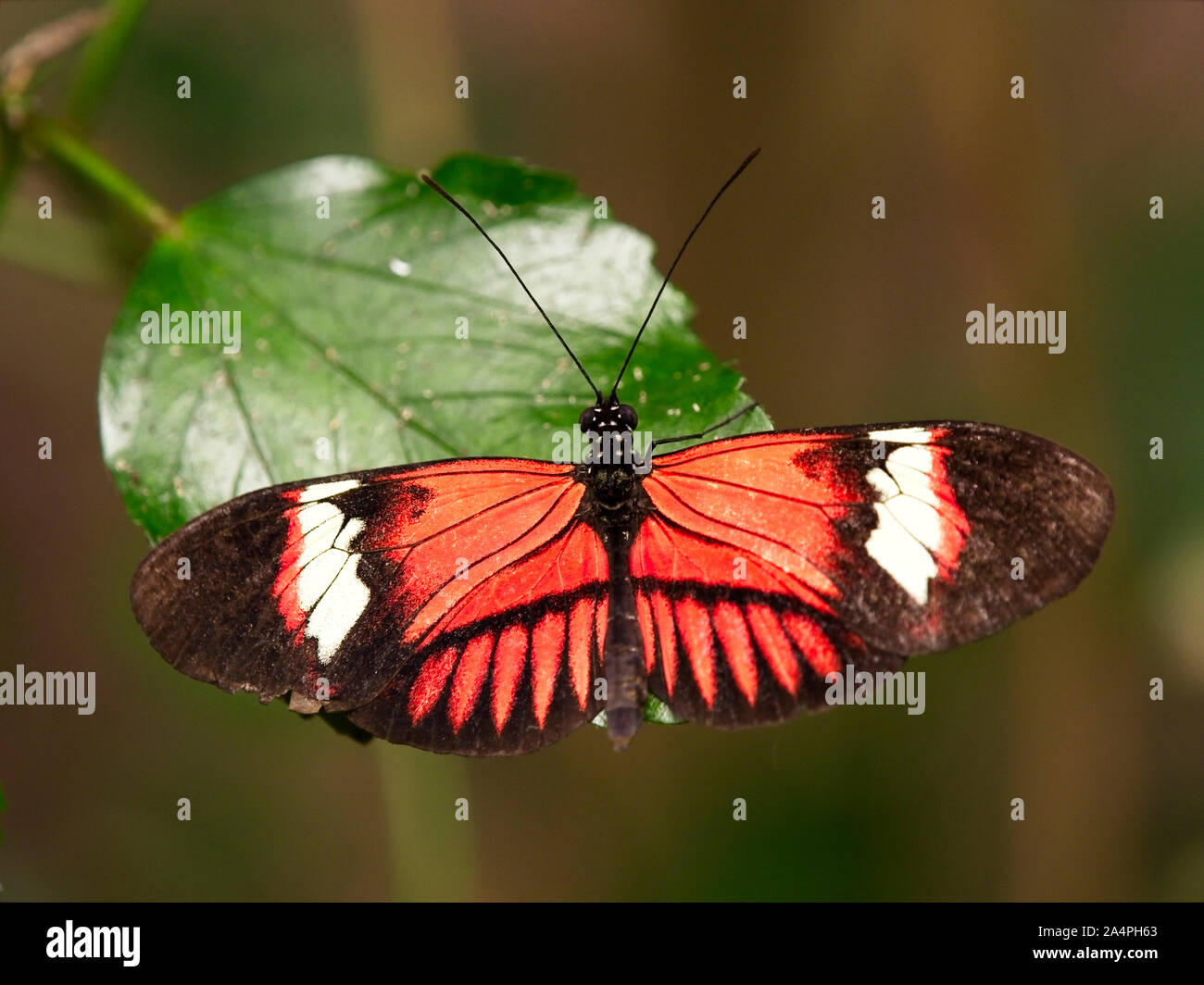 Postman butterfly (Heliconius melpomene) very variable color, in which ...