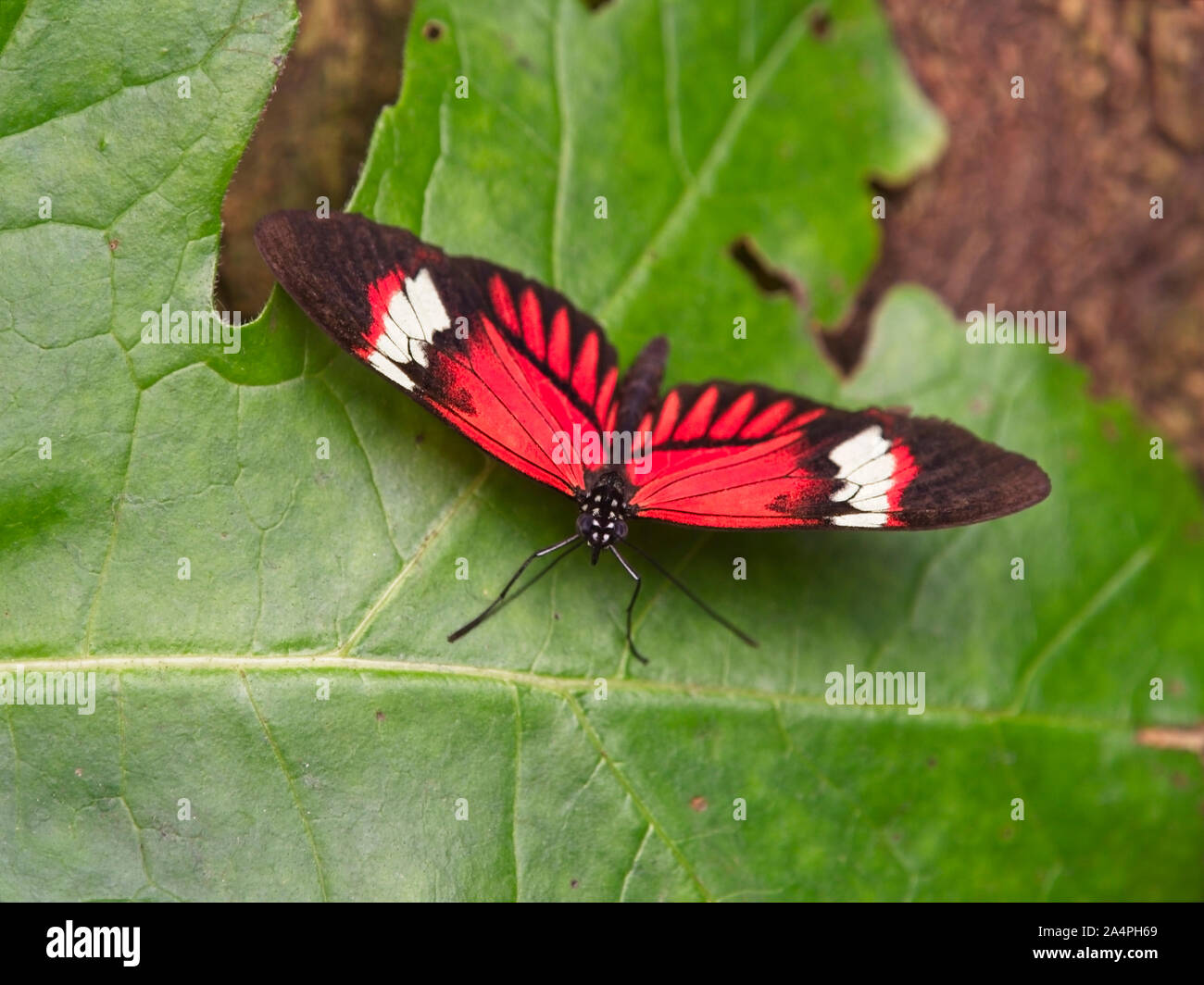 Postman butterfly heliconius melpomene hi-res stock photography and ...