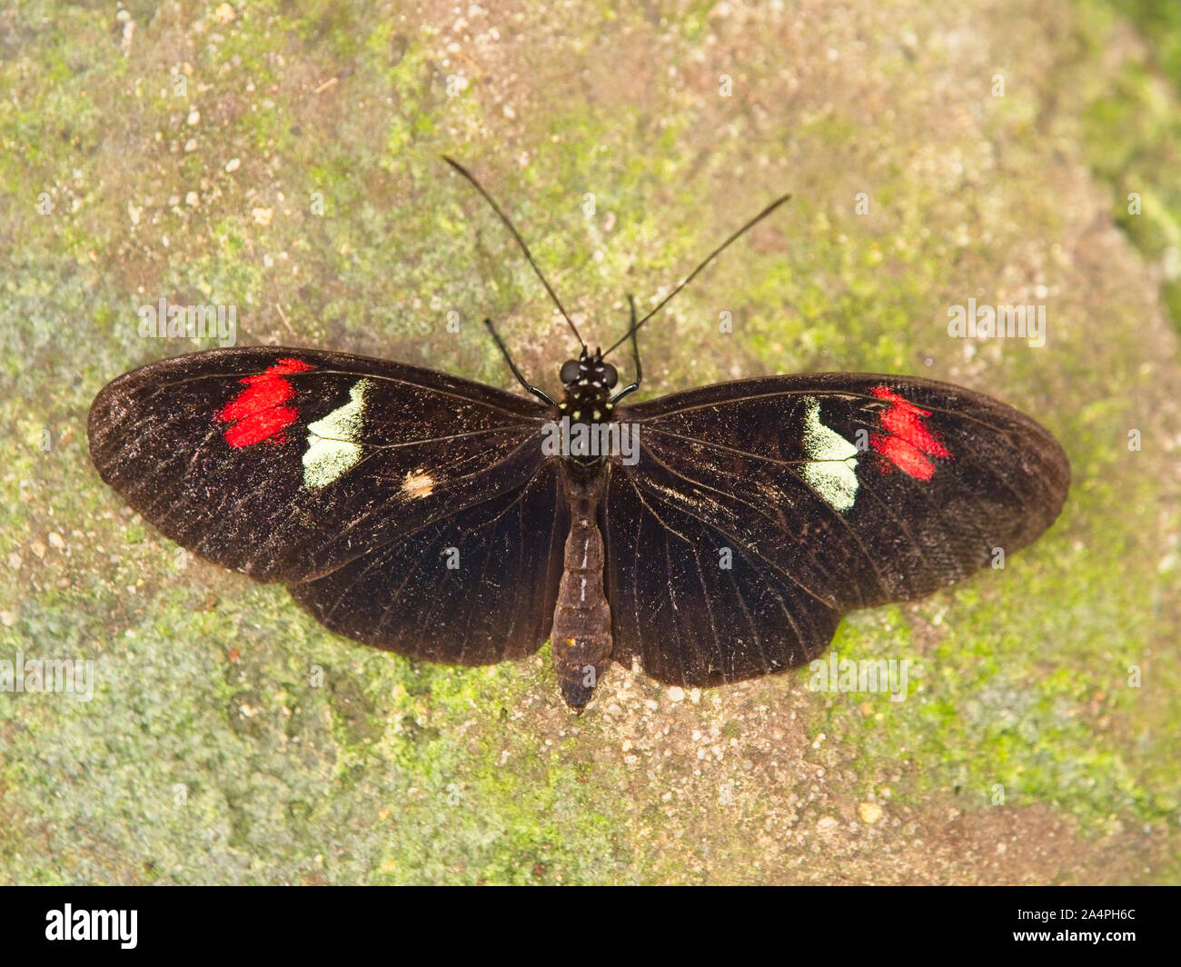 Small mailman (Heliconius erato) The small mailman presents two bright ...