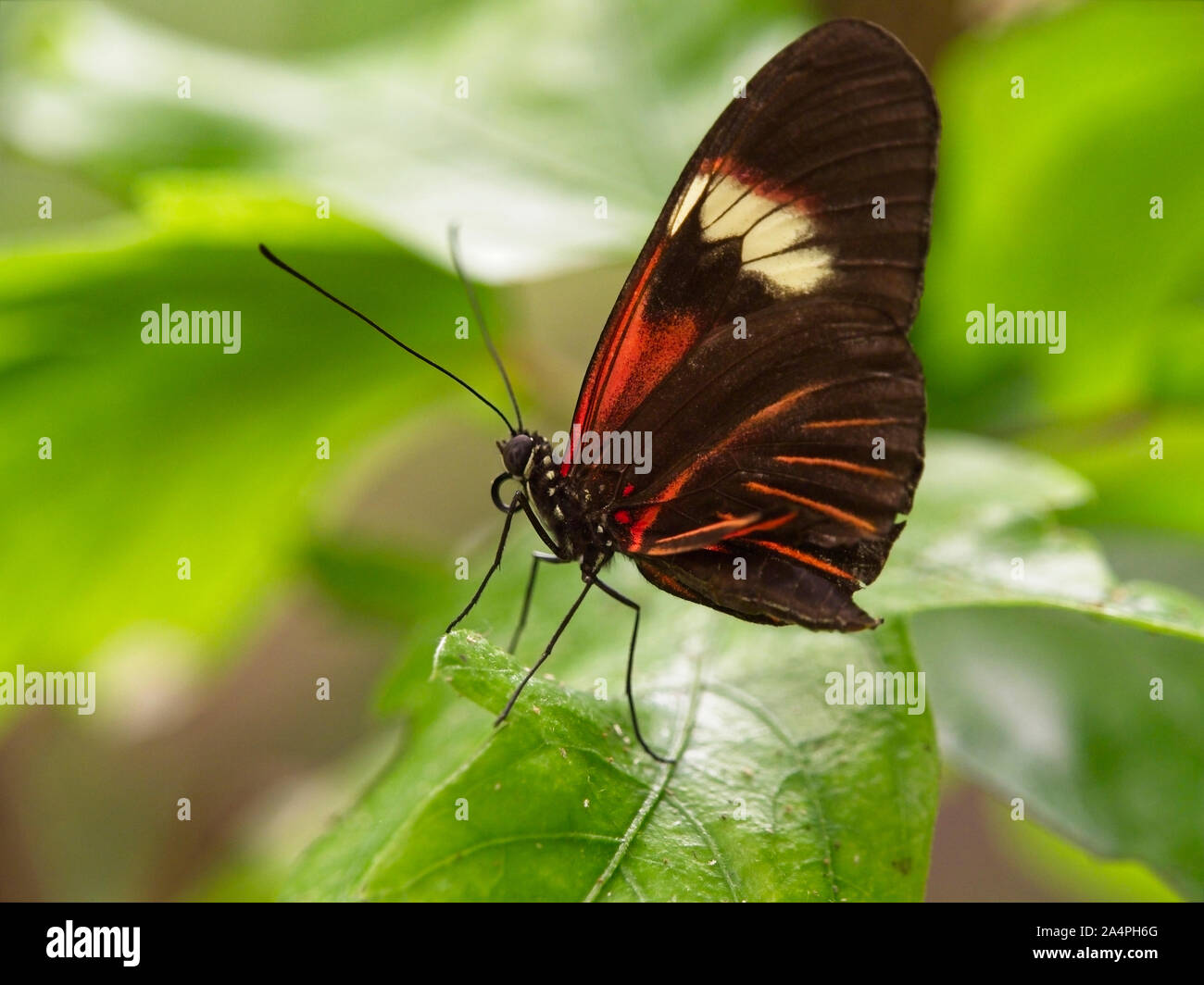Postman butterfly (Heliconius melpomene) very variable color, in which ...