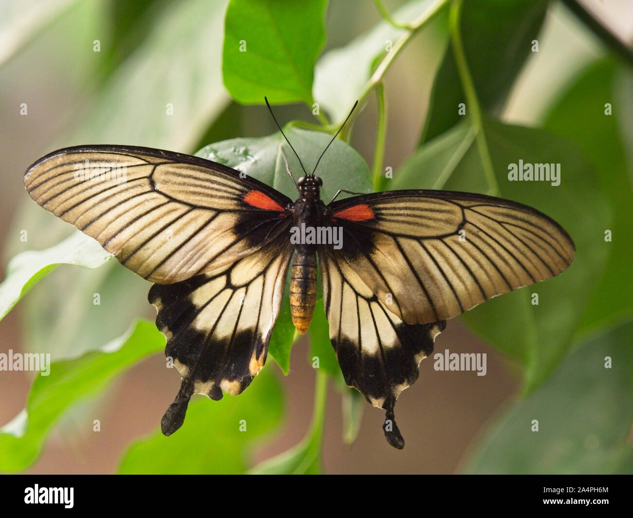 Great Mormon (Papilio memnon agenor) The Great Mormon is a butterfly ...