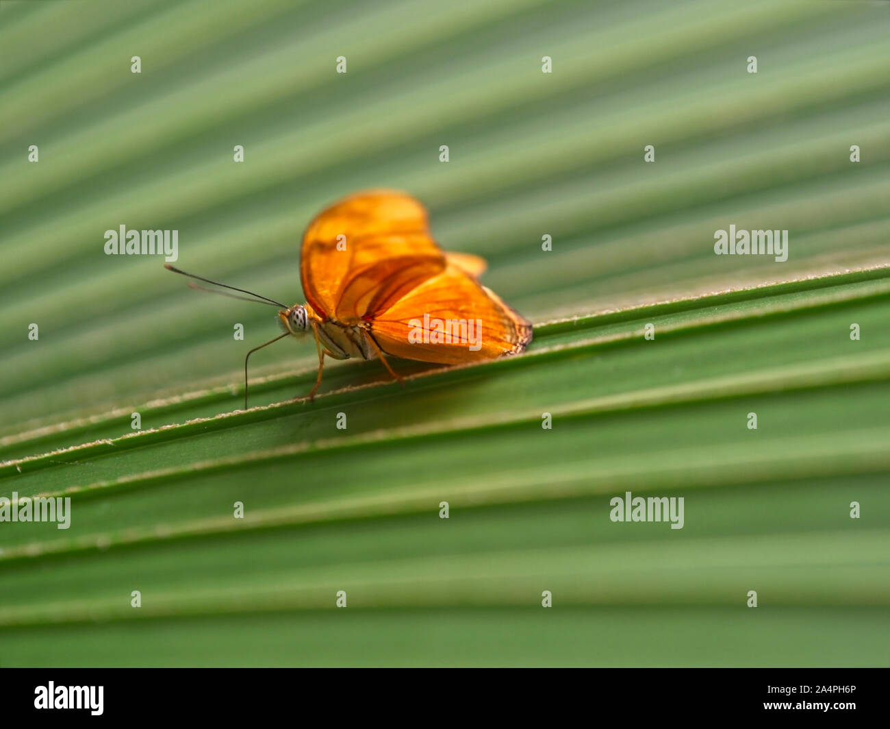 Narrow elongated wing hi-res stock photography and images - Alamy