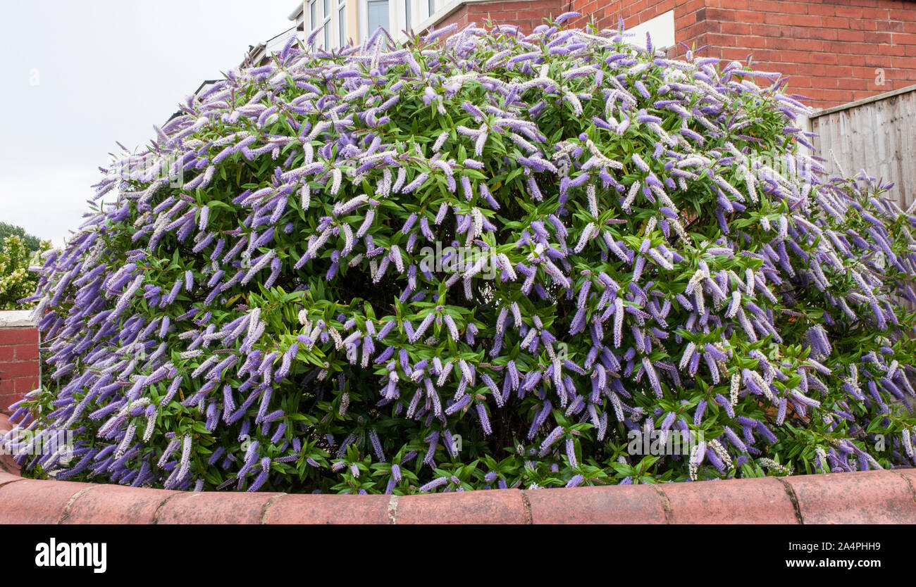 Large Hebe shrub in full flower against a garden wall A evergreen shrub that is fully hardy ...