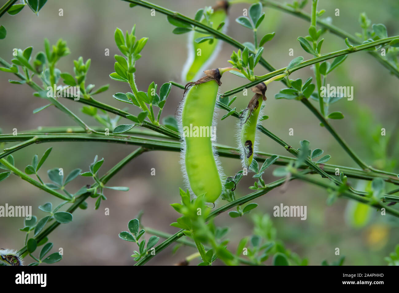Branch of common broom hi-res stock photography and images - Alamy