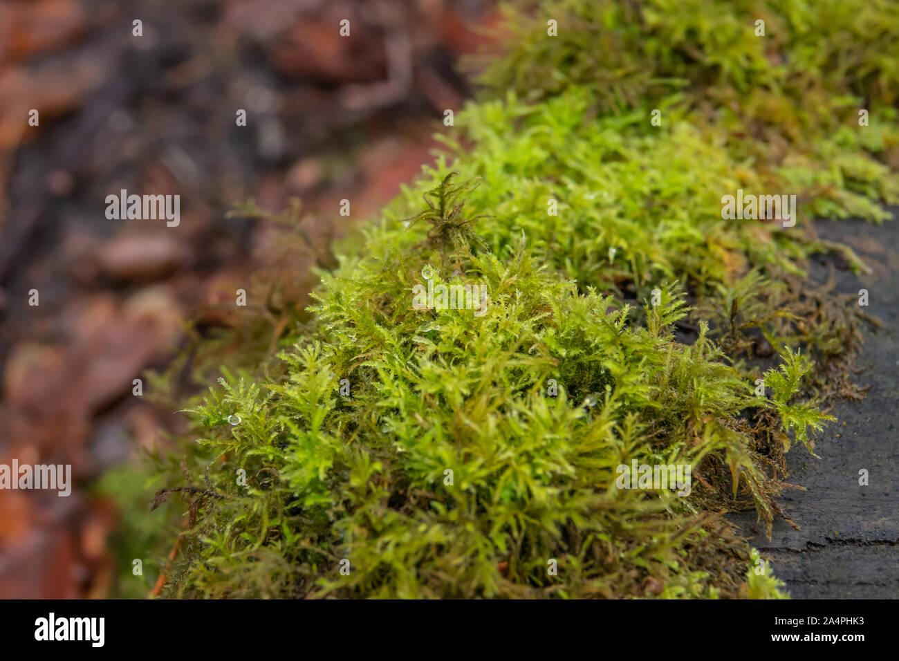 Feather moss hi-res stock photography and images - Alamy