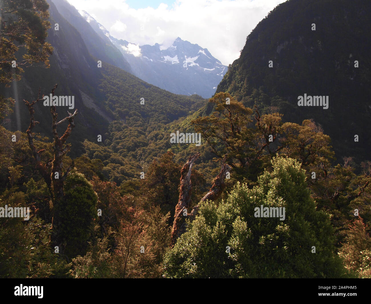 Pristine mountain and temperate rainforest habitats in Fiordland ...