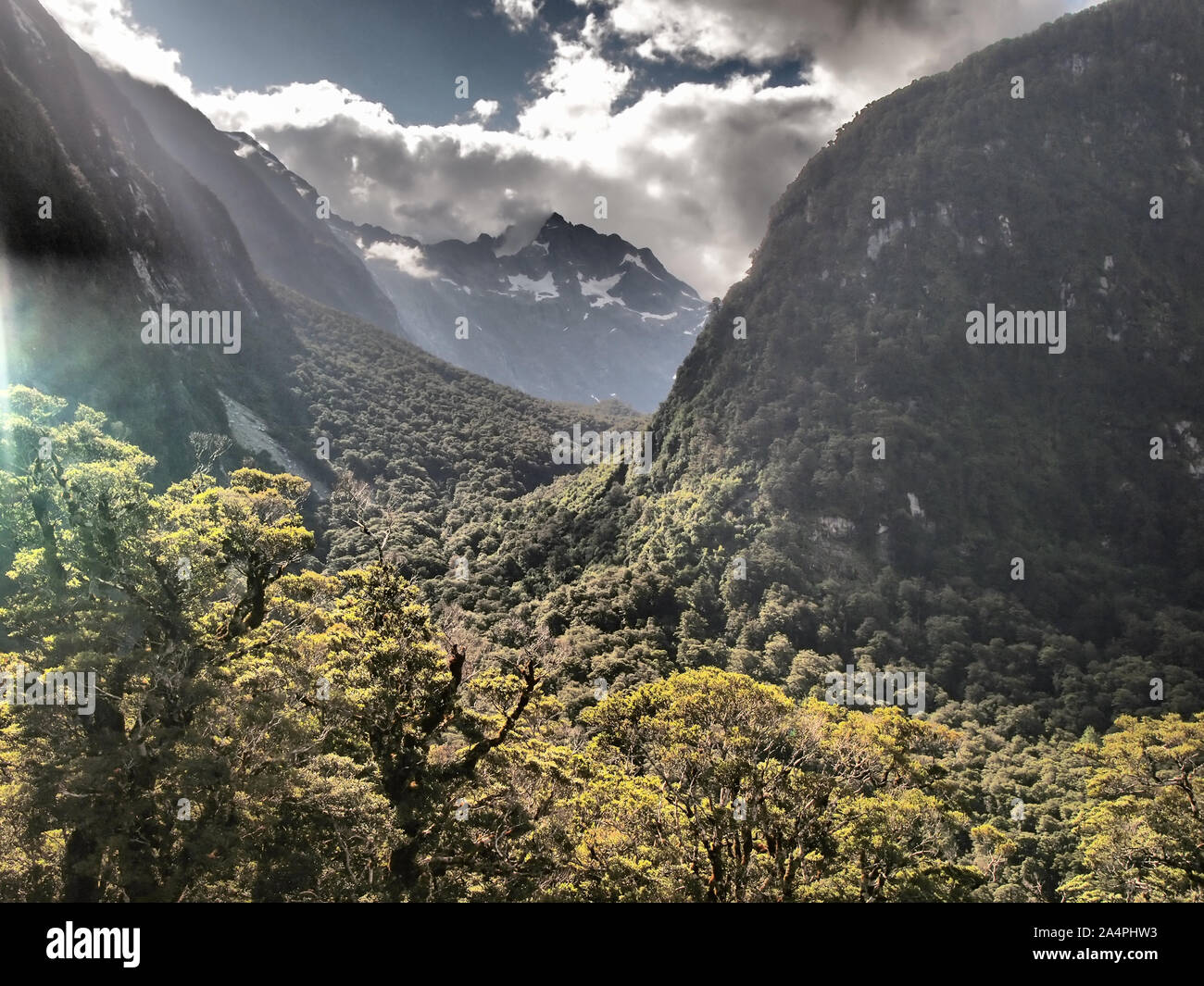 Pristine mountain and temperate rainforest habitats in Fiordland ...