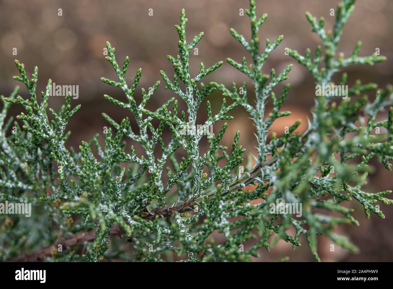 Botany cupressaceae common hi-res stock photography and images - Alamy