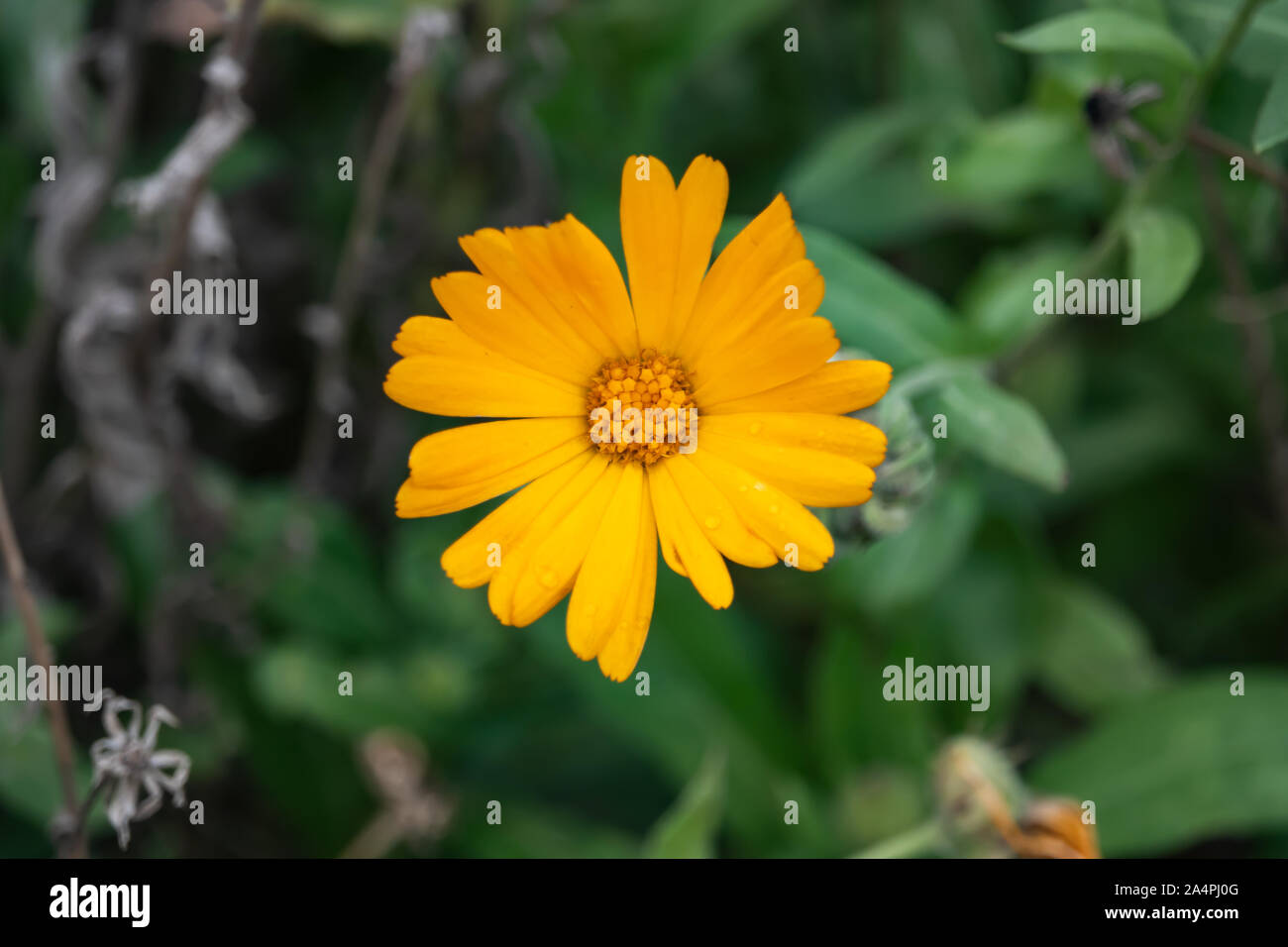 Common Marigold Flower in Bloom Stock Photo - Alamy