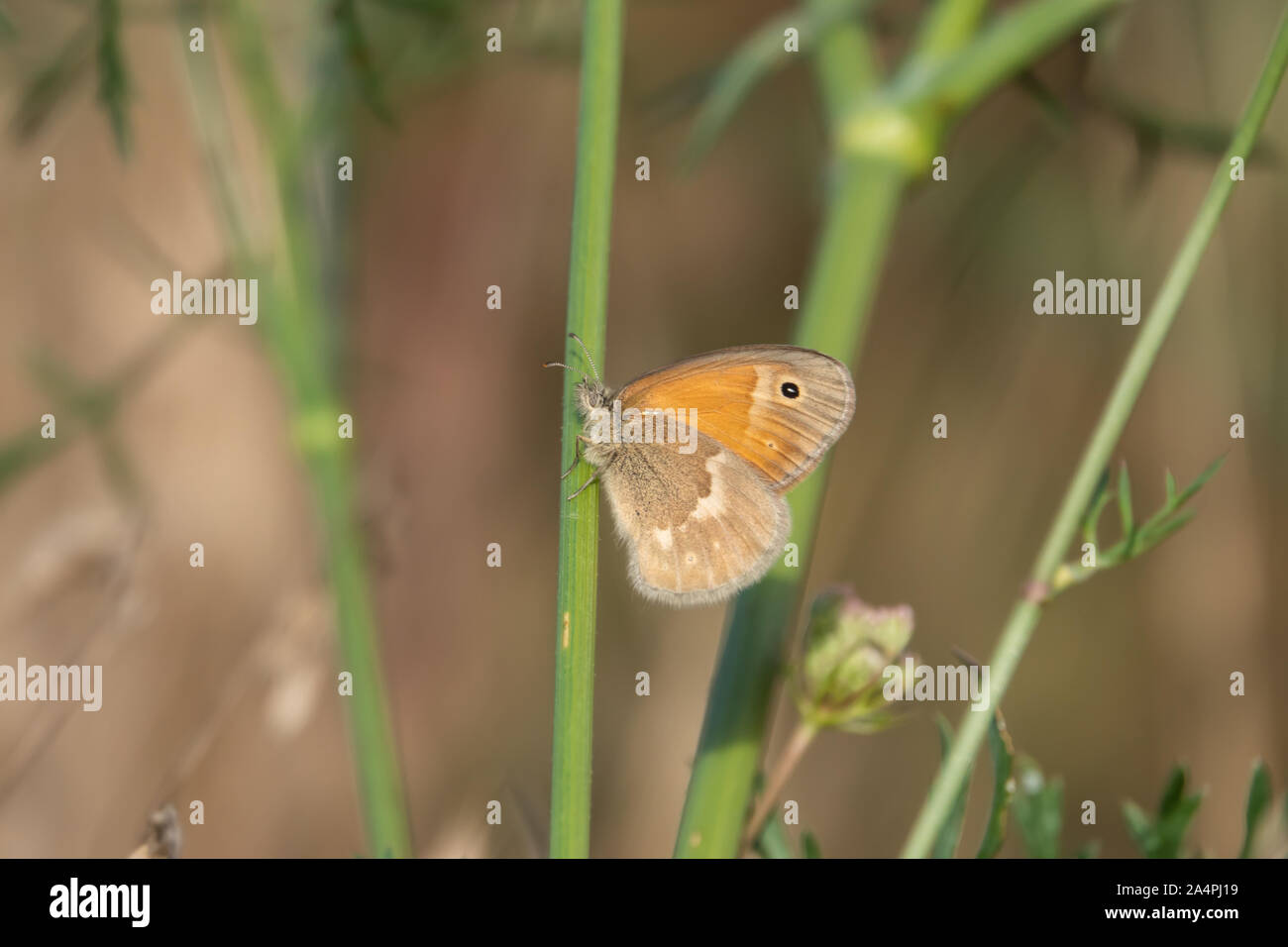 Common ringlet butterfly hi-res stock photography and images - Alamy