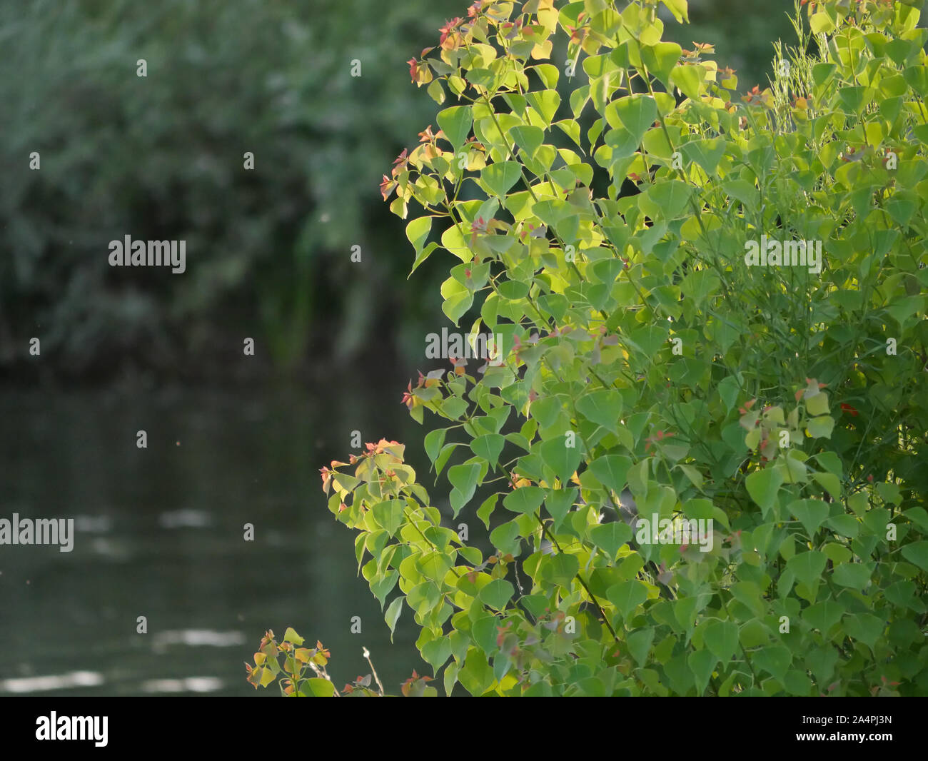 Light filtering through leaves on side of river Stock Photo - Alamy