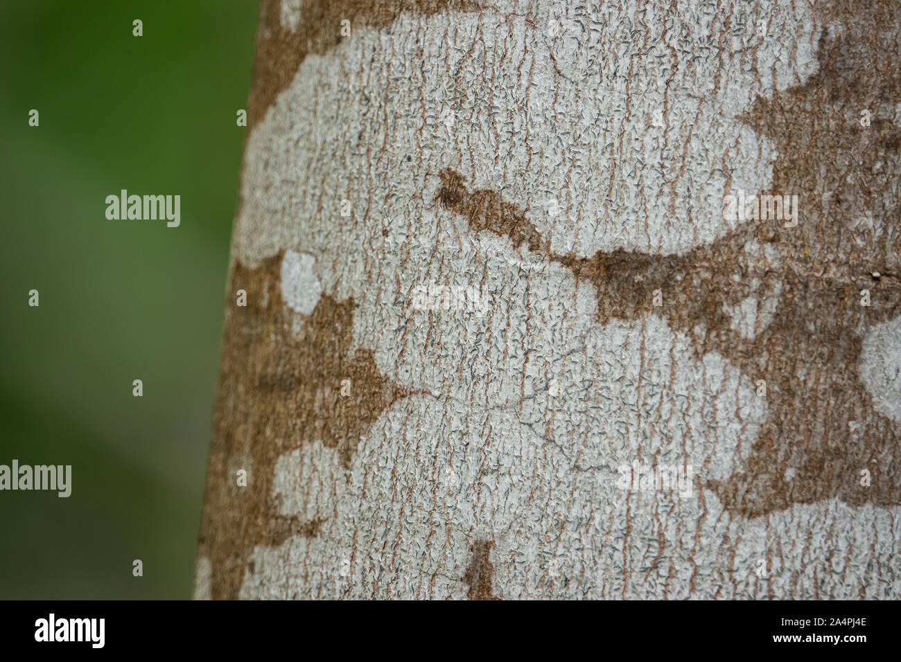 White script lichen hi-res stock photography and images - Alamy