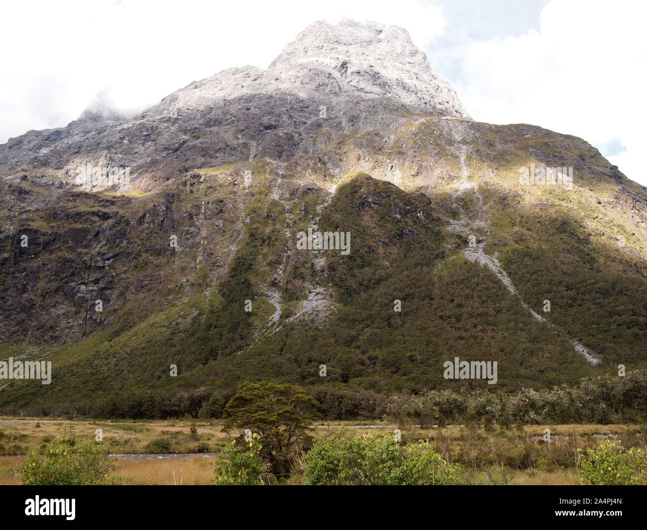 Pristine mountain and temperate rainforest habitats in Fiordland ...