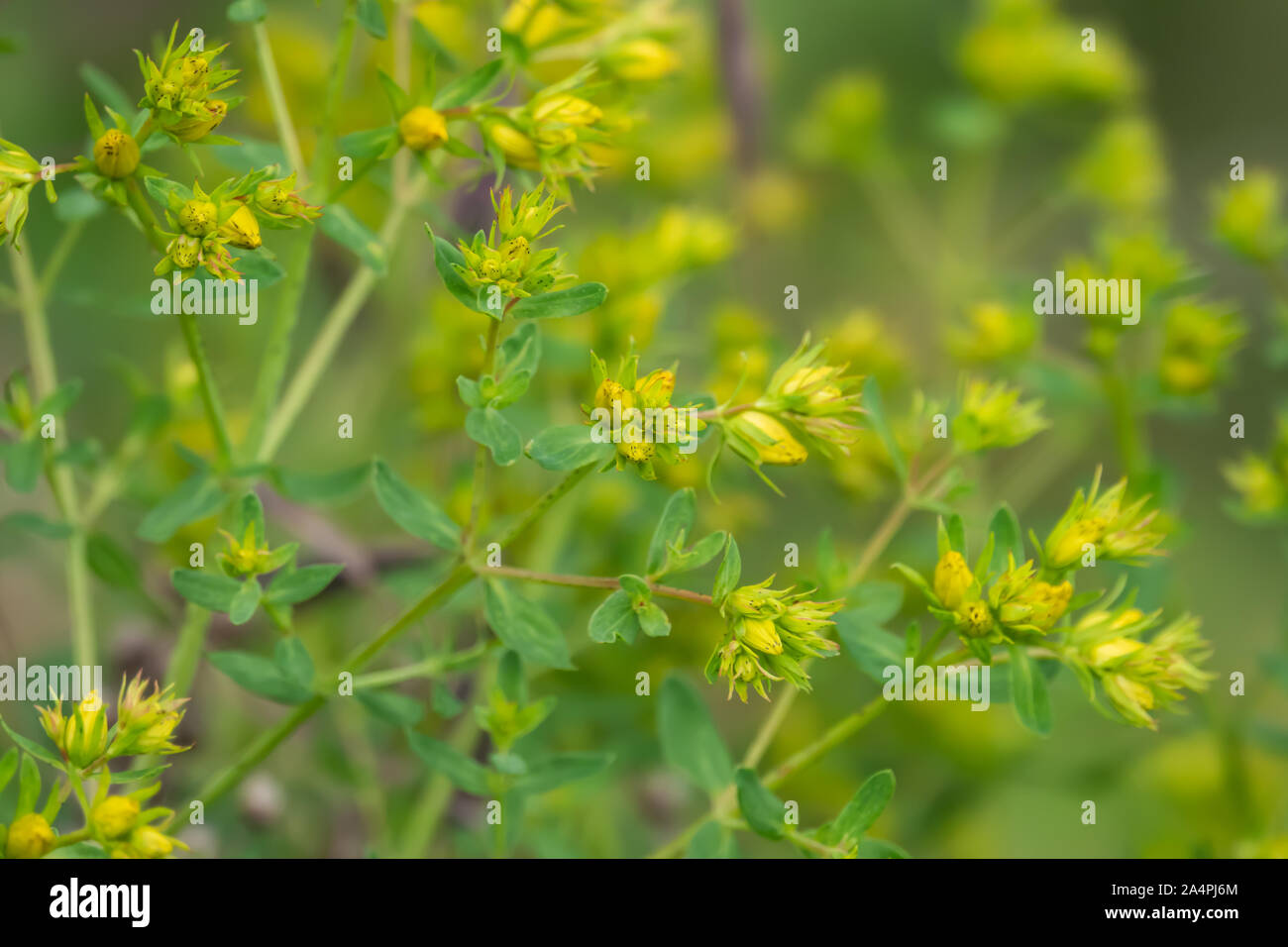 Common St. John's Wort Flower Buds in Springtime Stock Photo - Alamy