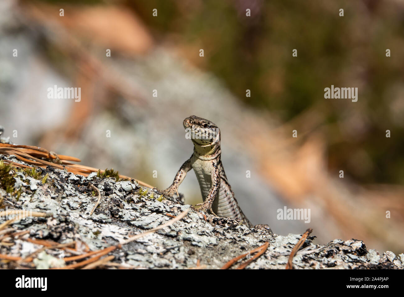 Common Wall Lizard on Rock Stock Photo - Alamy