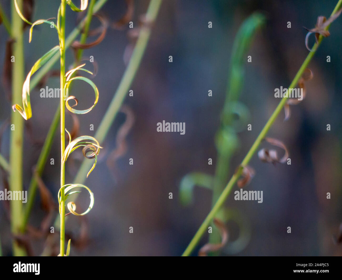 Close Up curly grass lines abstract shot Stock Photo - Alamy