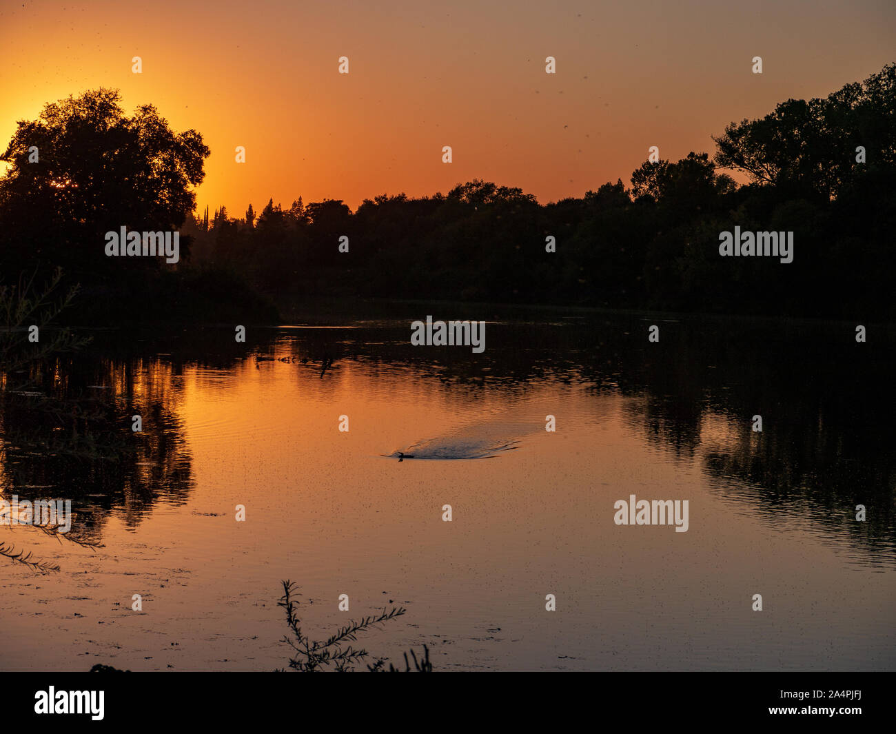 Conserve of duck hi-res stock photography and images - Alamy