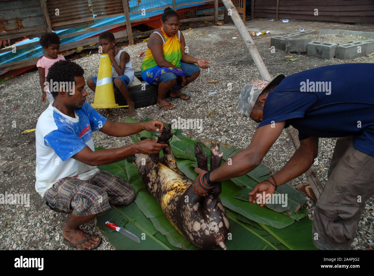 Men cutting up a newly slaughtered pig, Honiara, Solomon Islands Stock ...