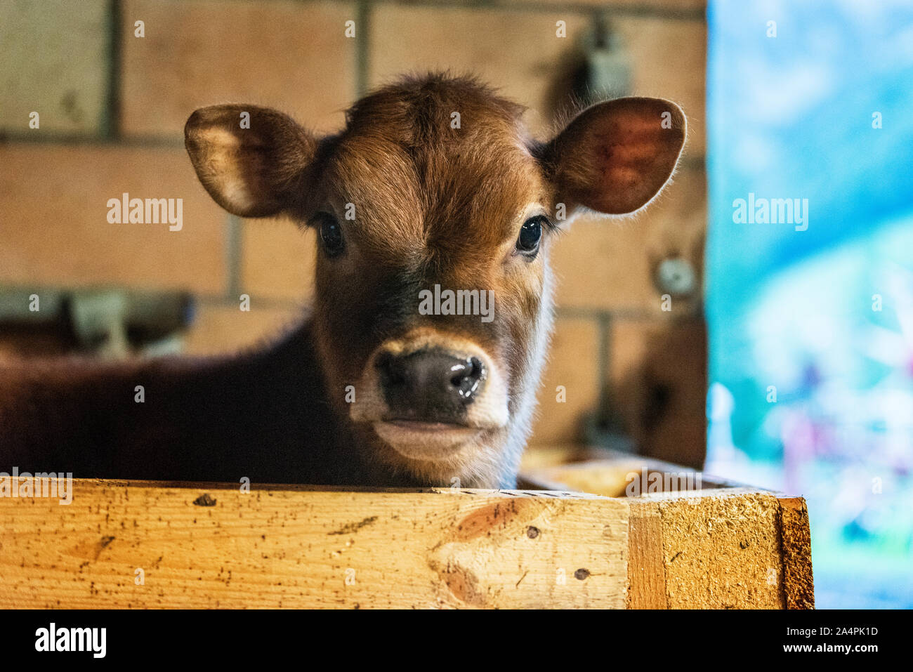 Little veal animal in the farm Stock Photo - Alamy