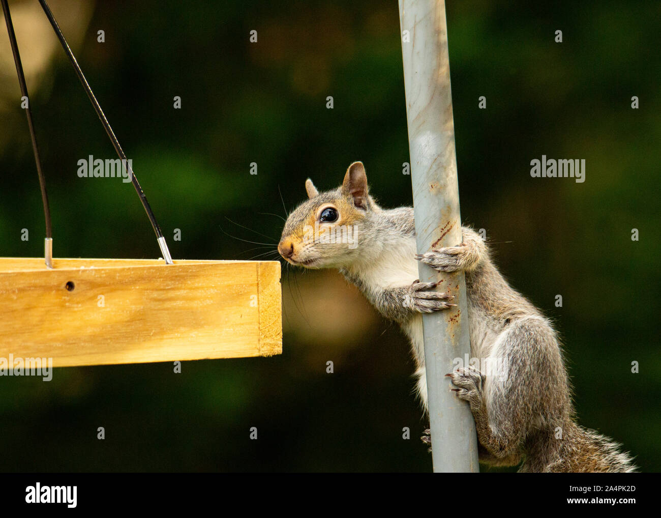 Squirrel eyes seeds in bird feeder while clinging to small pole Stock ...