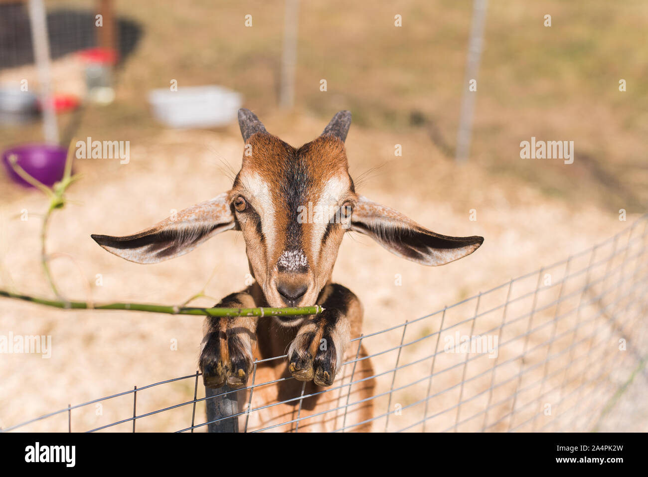 Cute goat eating a branch of grass. Brown goat in a pen outdoors Stock ...