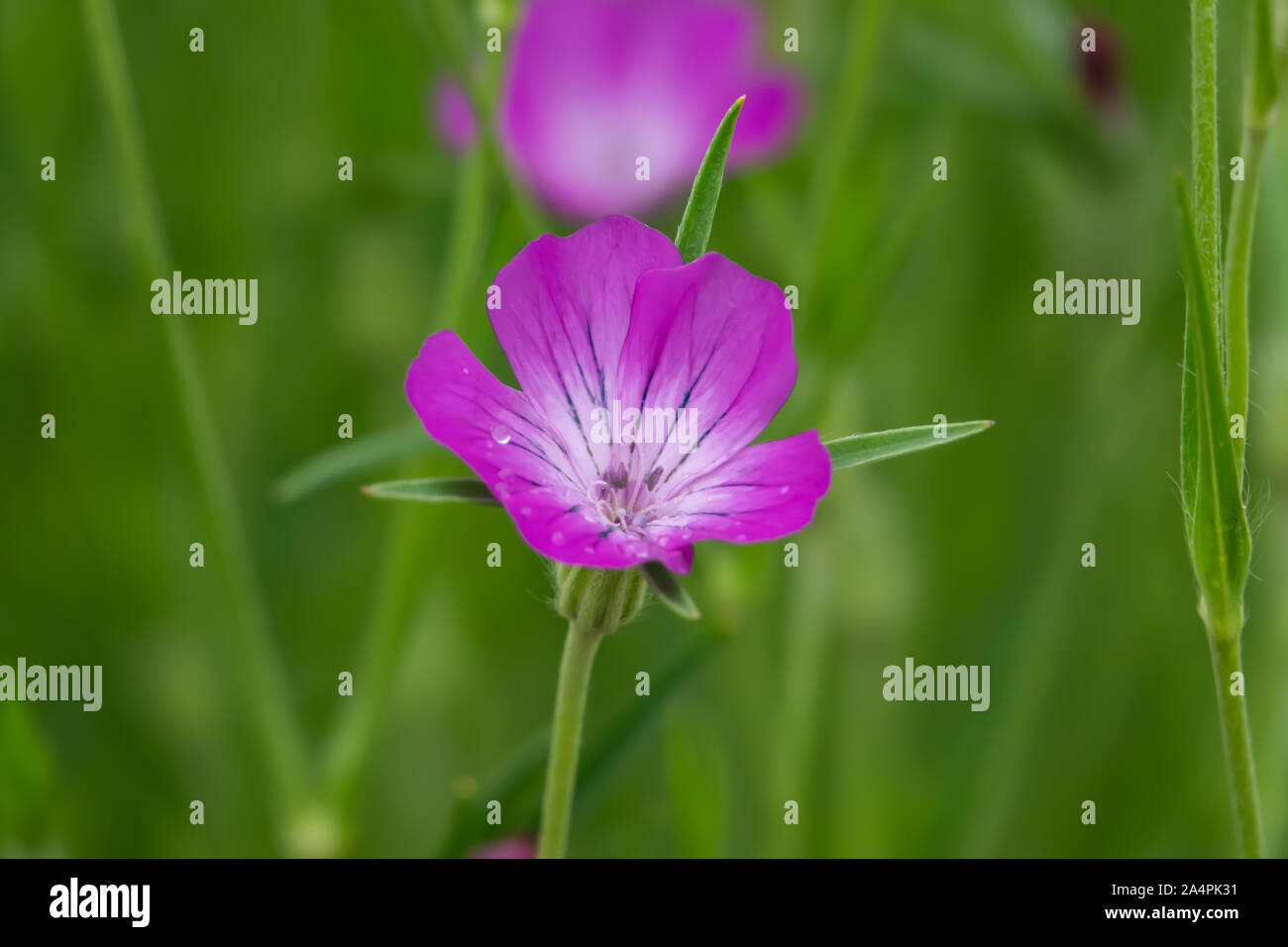 Corn Cockle Flower in Bloom in Springtime Stock Photo - Alamy