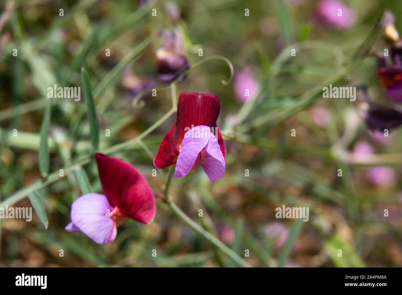 Crimson pea hi-res stock photography and images - Alamy
