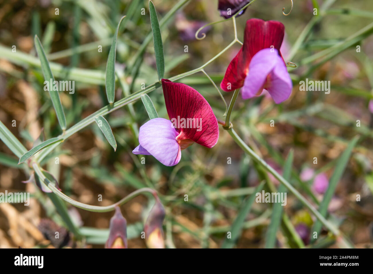 Crimson pea hi-res stock photography and images - Alamy