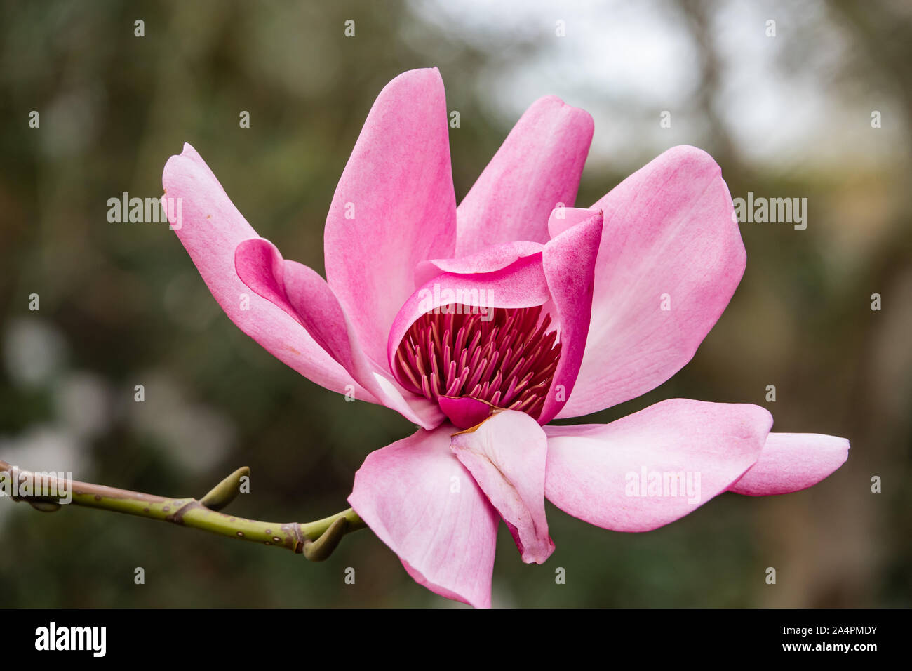 Cucumber Tree Magnolia Flower in Bloom Stock Photo - Alamy