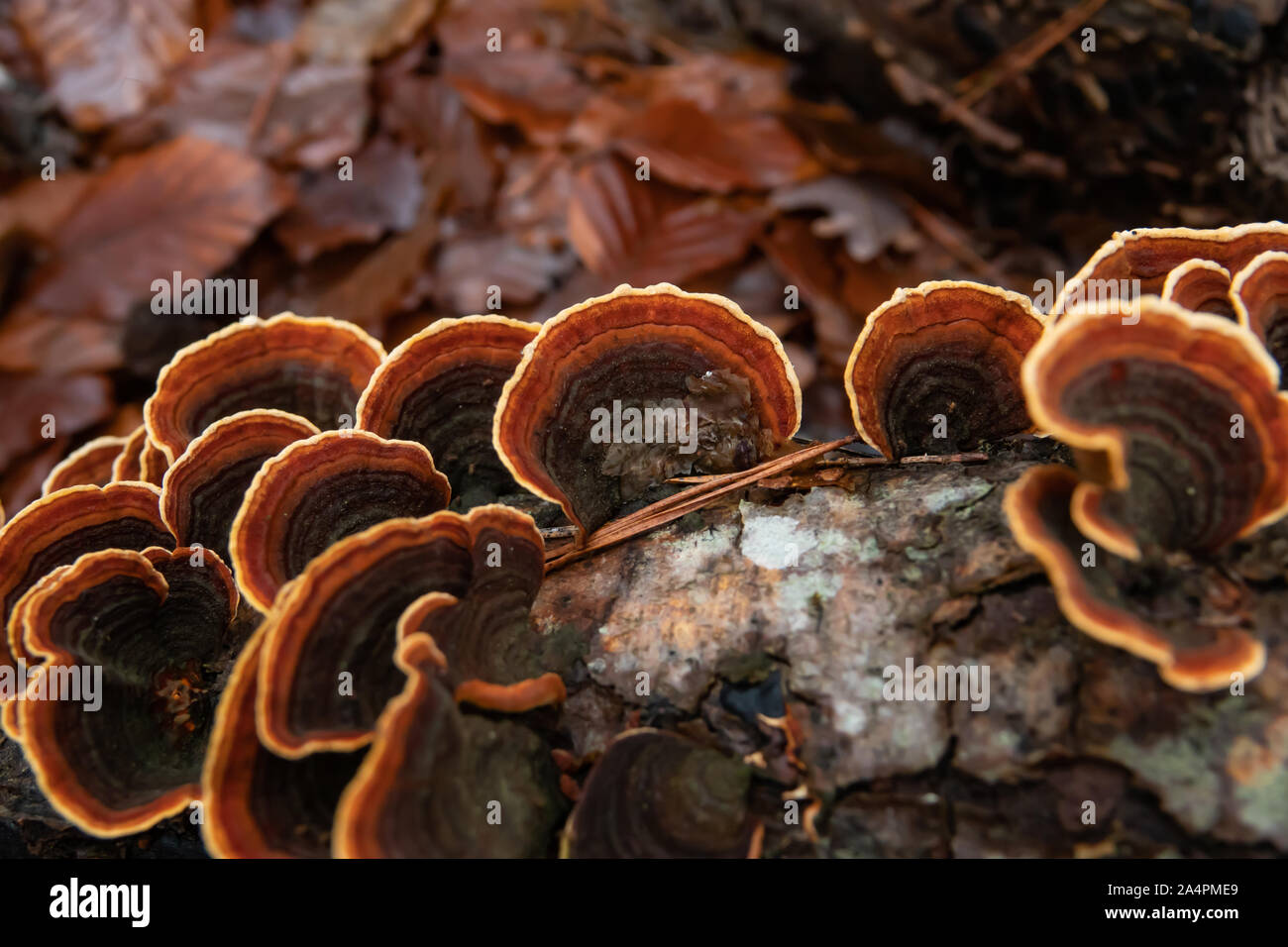 Yellow curtain crust fungus hi-res stock photography and images - Alamy