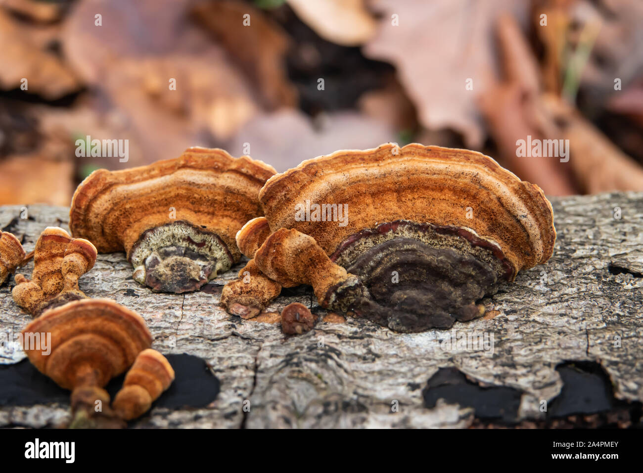 Curtain Crust Fungi Growing on Log in Winter Stock Photo - Alamy