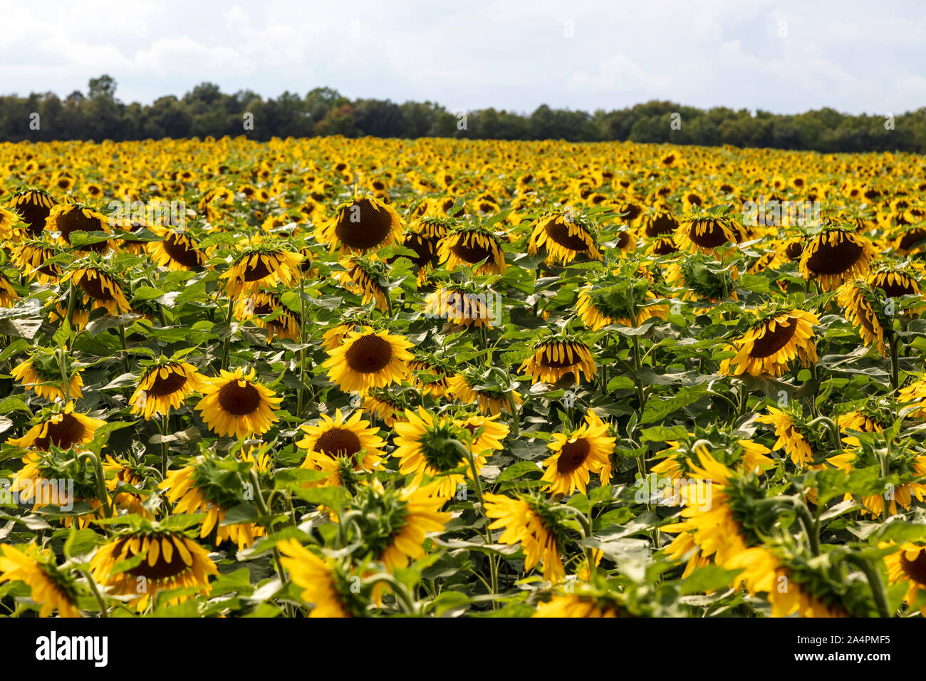 Tournesol helianthus annuus hi-res stock photography and images - Alamy