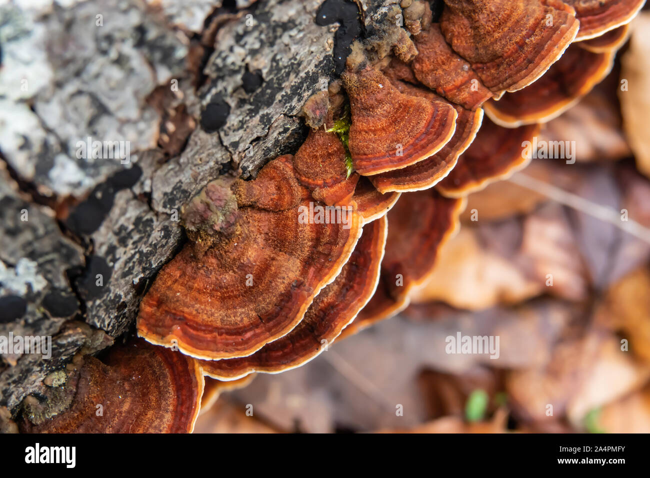 Crust fungi hi-res stock photography and images - Alamy