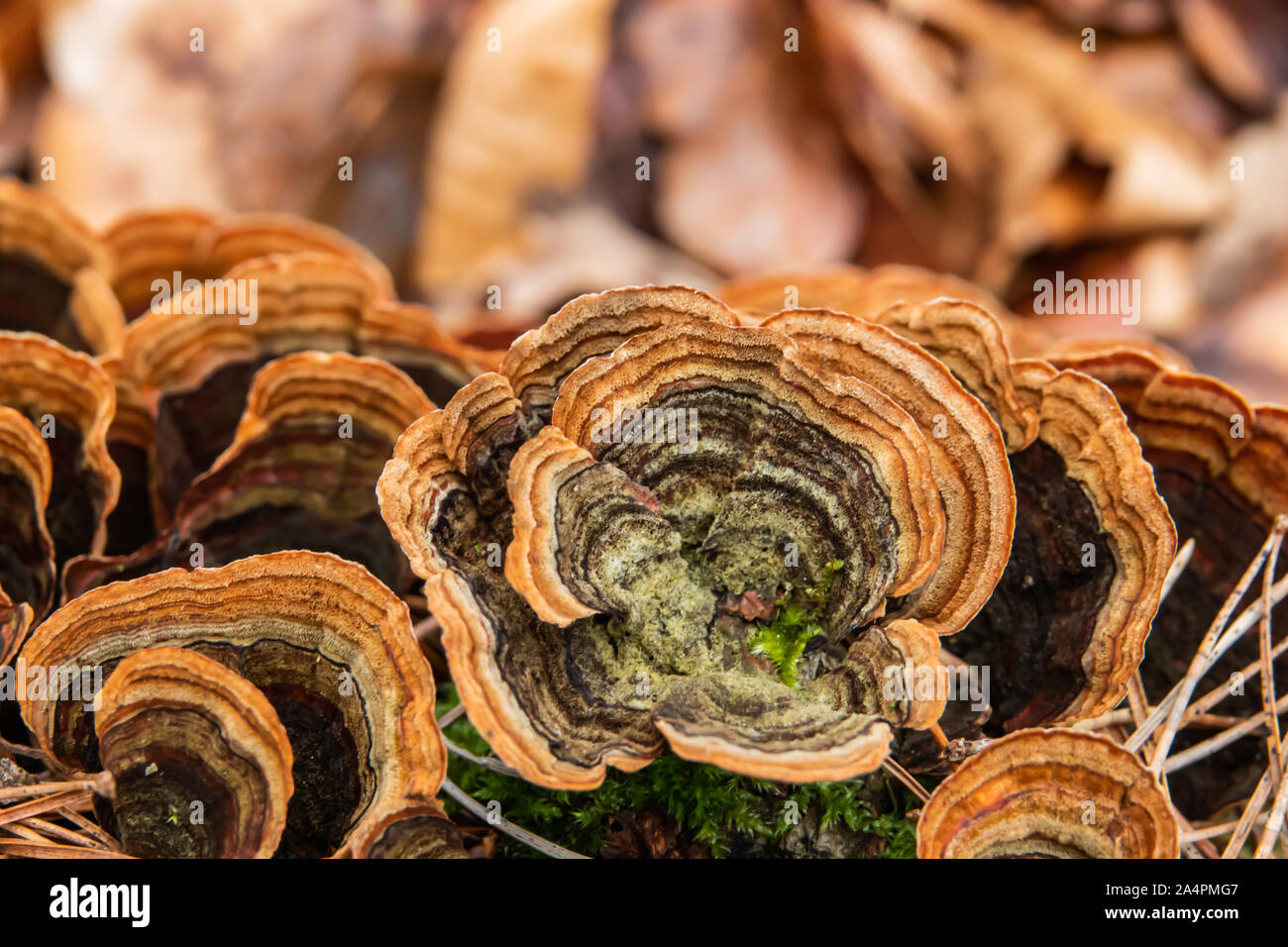 Crust fungi hi-res stock photography and images - Alamy