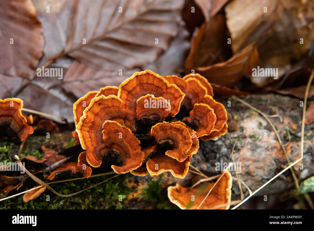 Yellow curtain crust fungus hi-res stock photography and images - Alamy