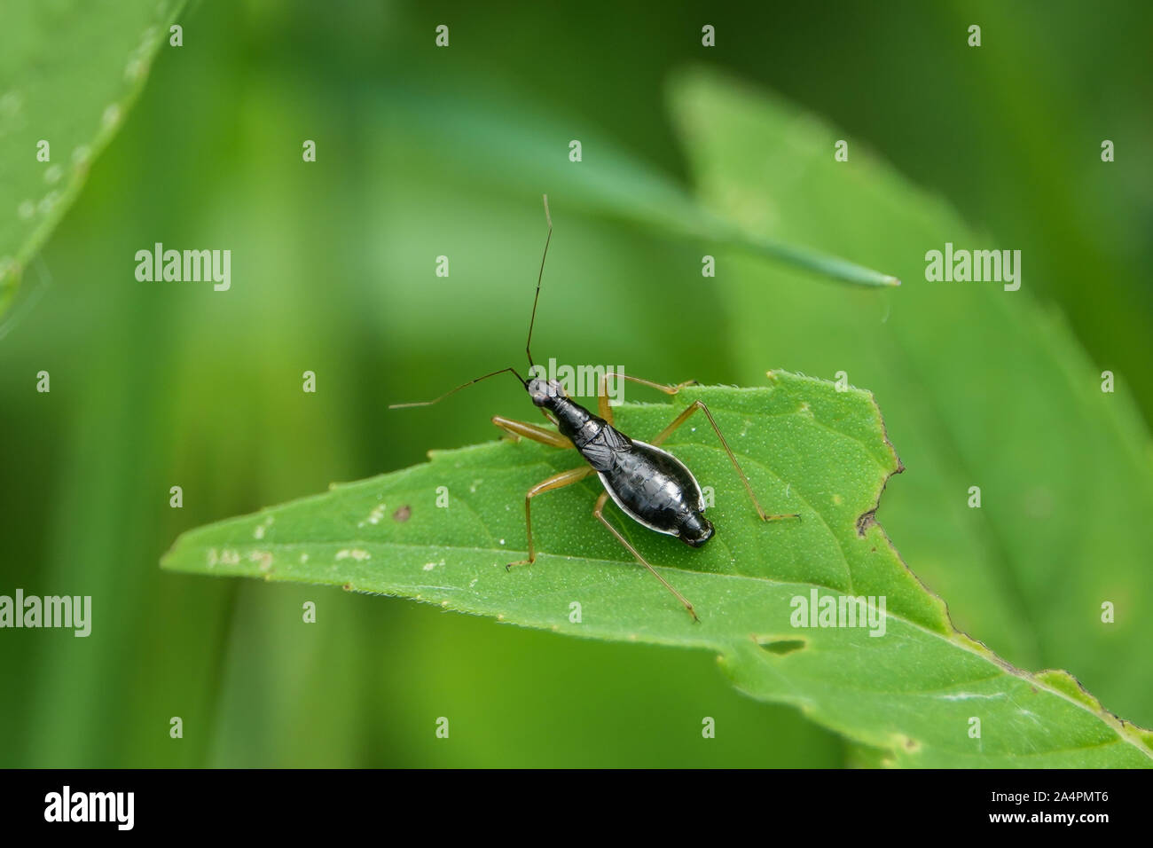 Subcoleoptratus hi-res stock photography and images - Alamy