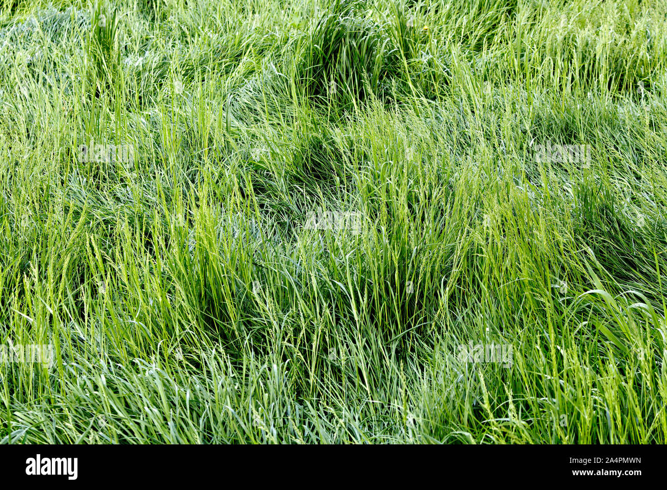 Long grass background hi-res stock photography and images - Alamy