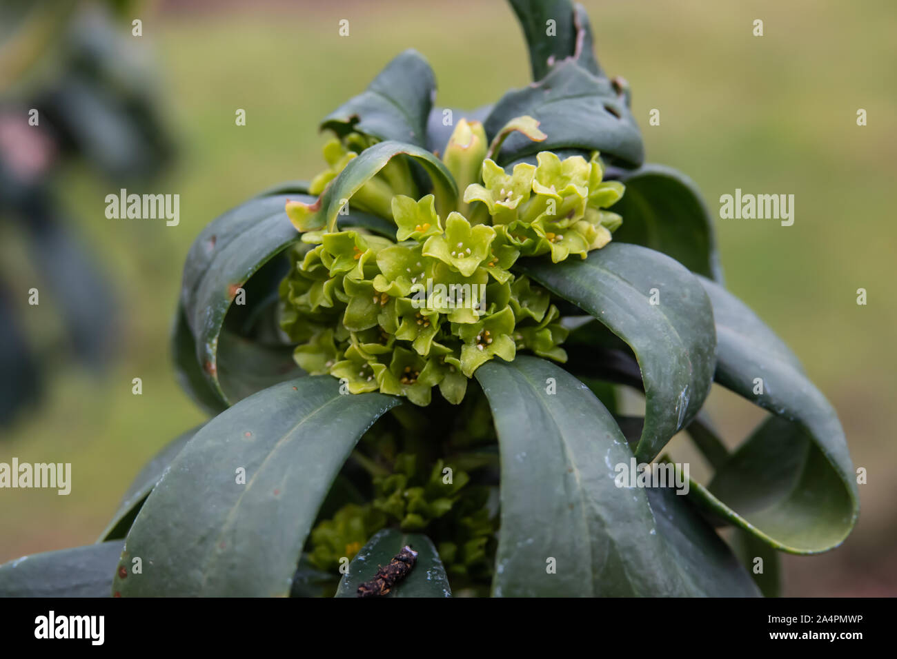 Daphne Laurel Flowers in Bloom in Winter Stock Photo - Alamy