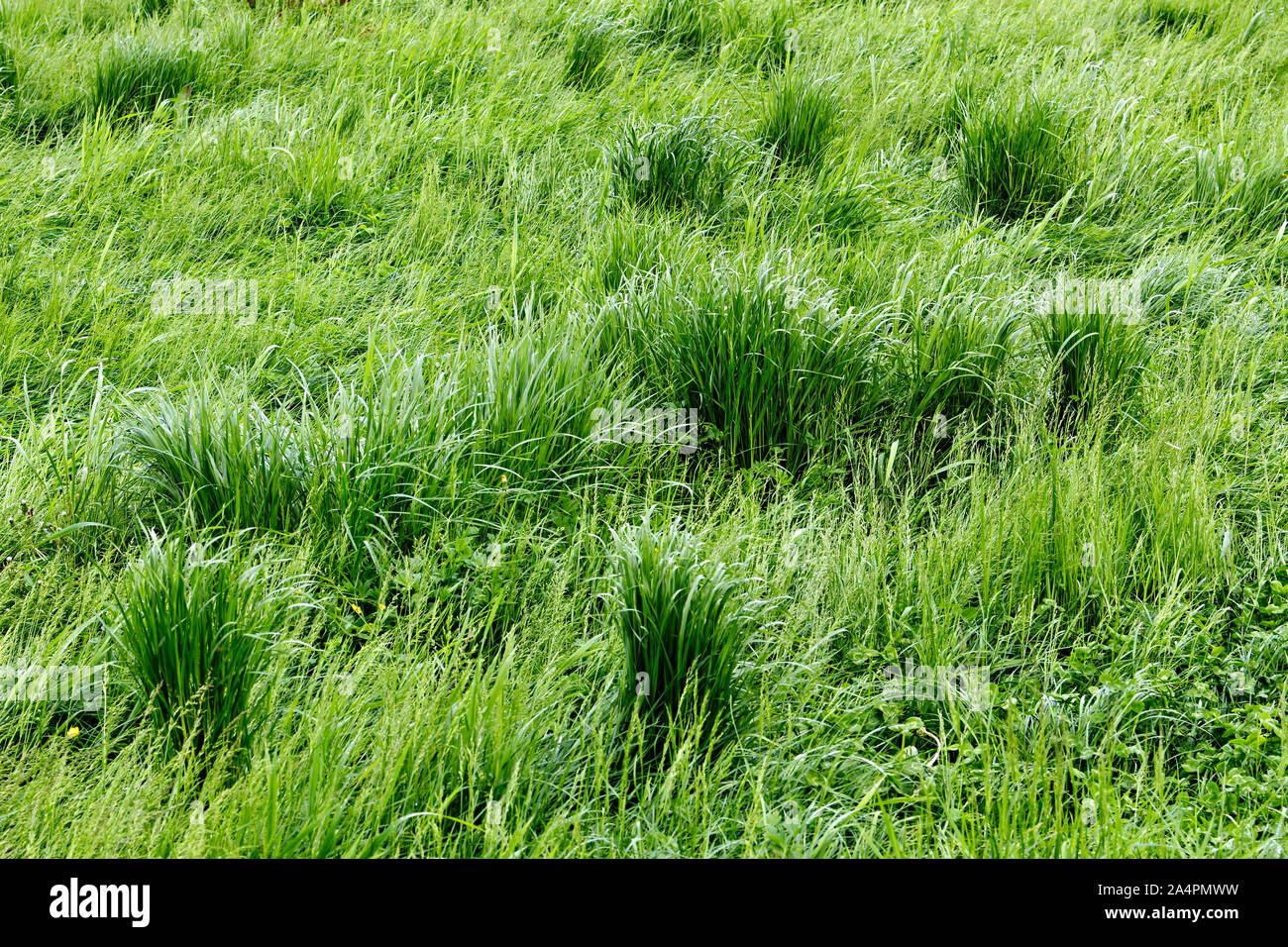 Long grass background hi-res stock photography and images - Alamy